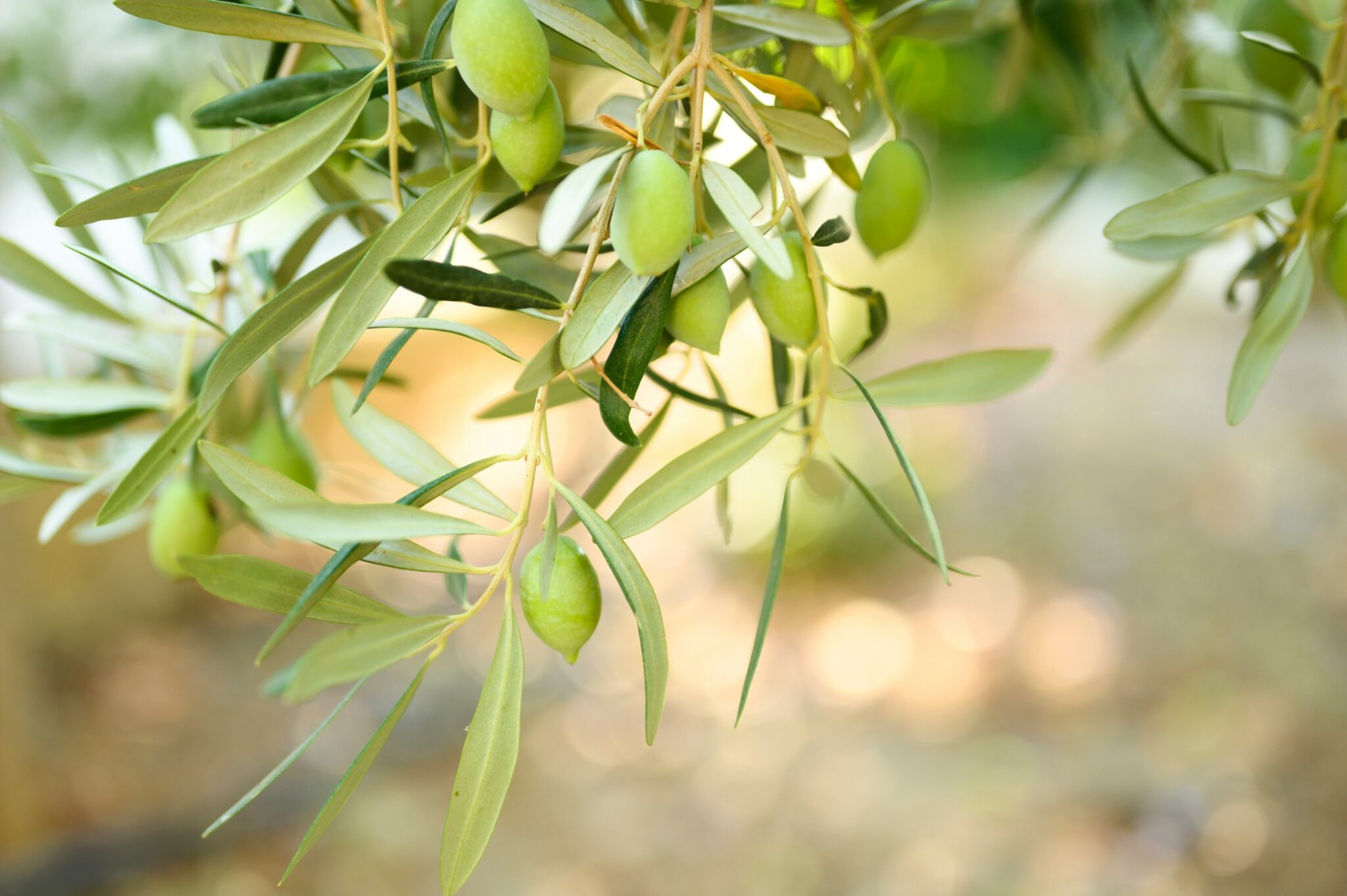 Secrets de santé : l'huile d'olive dans le sport et l'alimentation